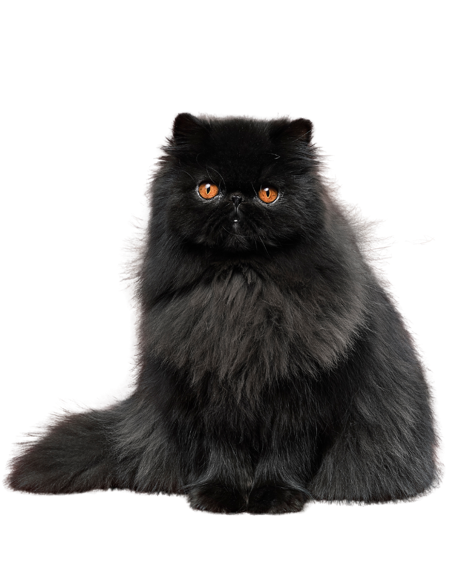 Die Perserkatze: Alles, was du über diese Rasse wissen musst - Petbnb Blog